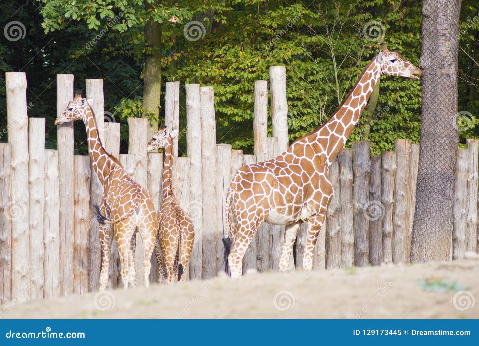 Three Giraffes stock image. Image of tall, closeup, nature - 129173445