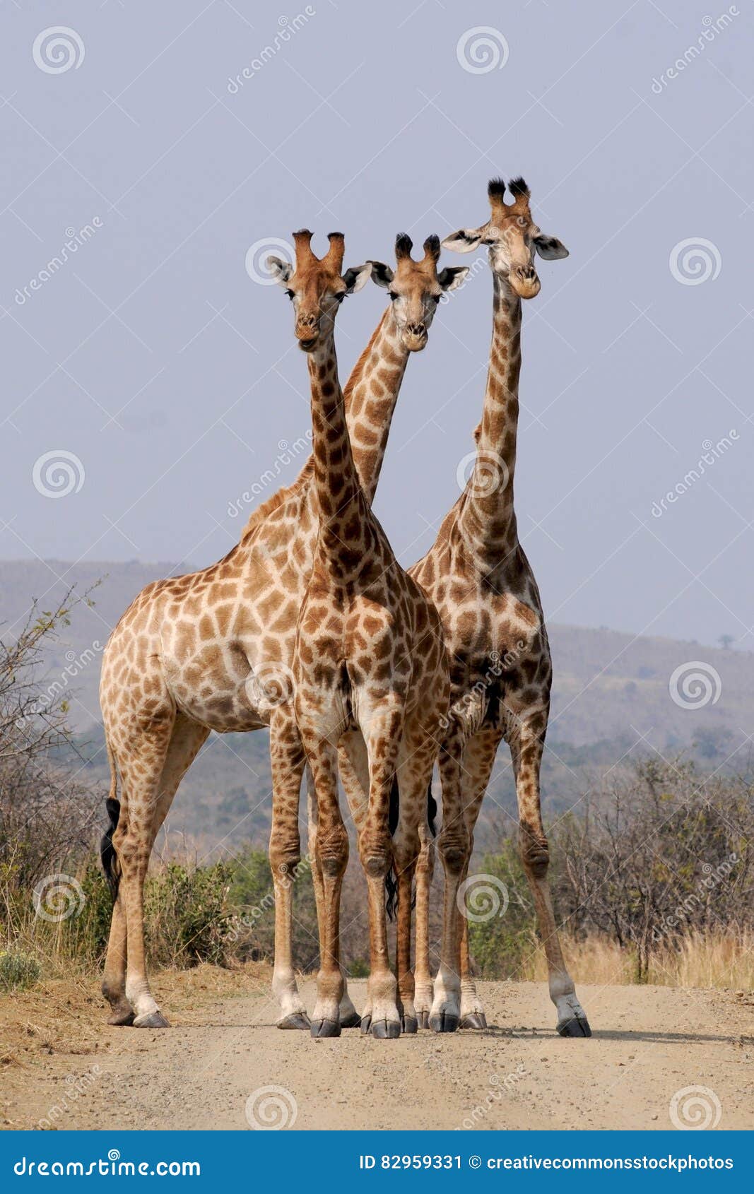Three Giraffes Picture. Image: 82959331