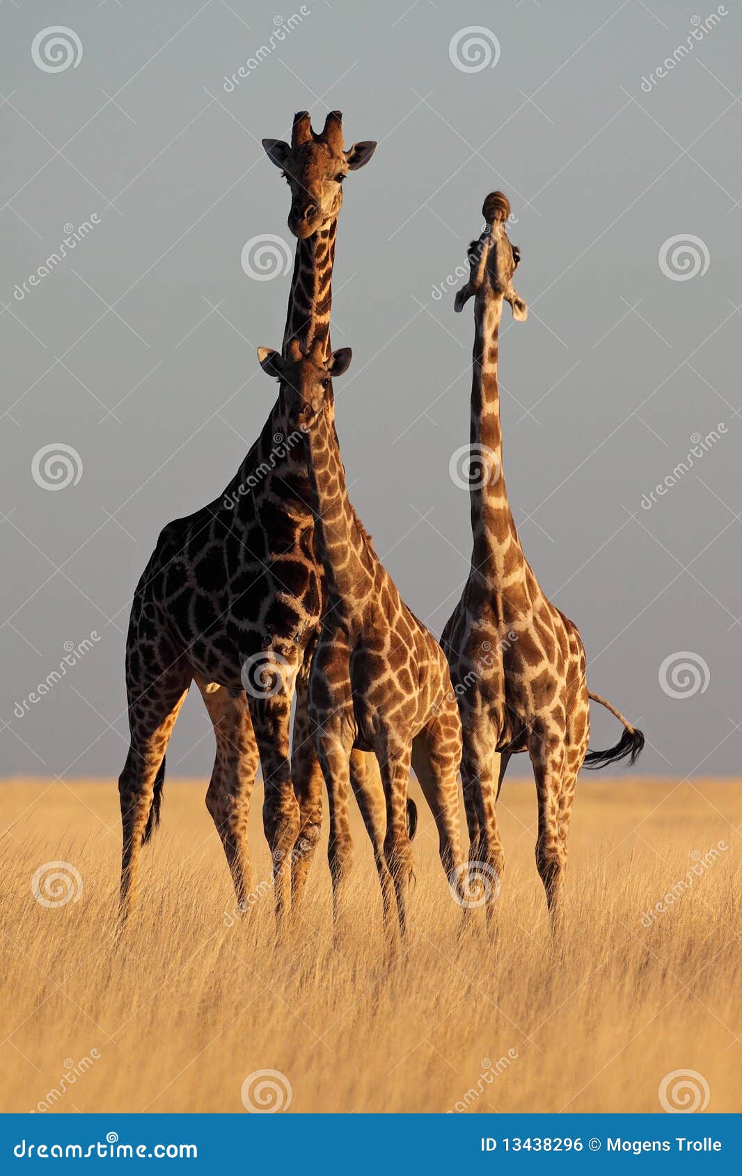Three Giraffes in Warm Sunset Light Stock Photo - Image of etosha ...