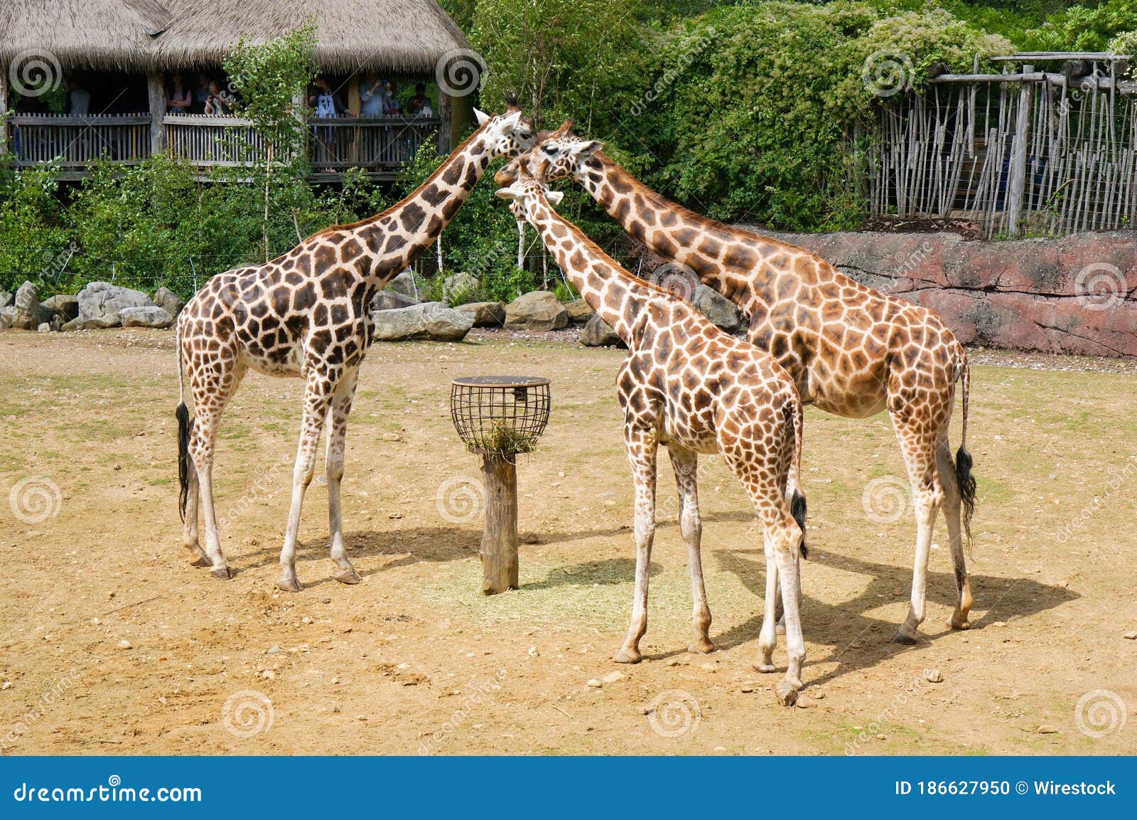 Three Giraffes in the Zoo during the Daytime Stock Photo - Image of ...
