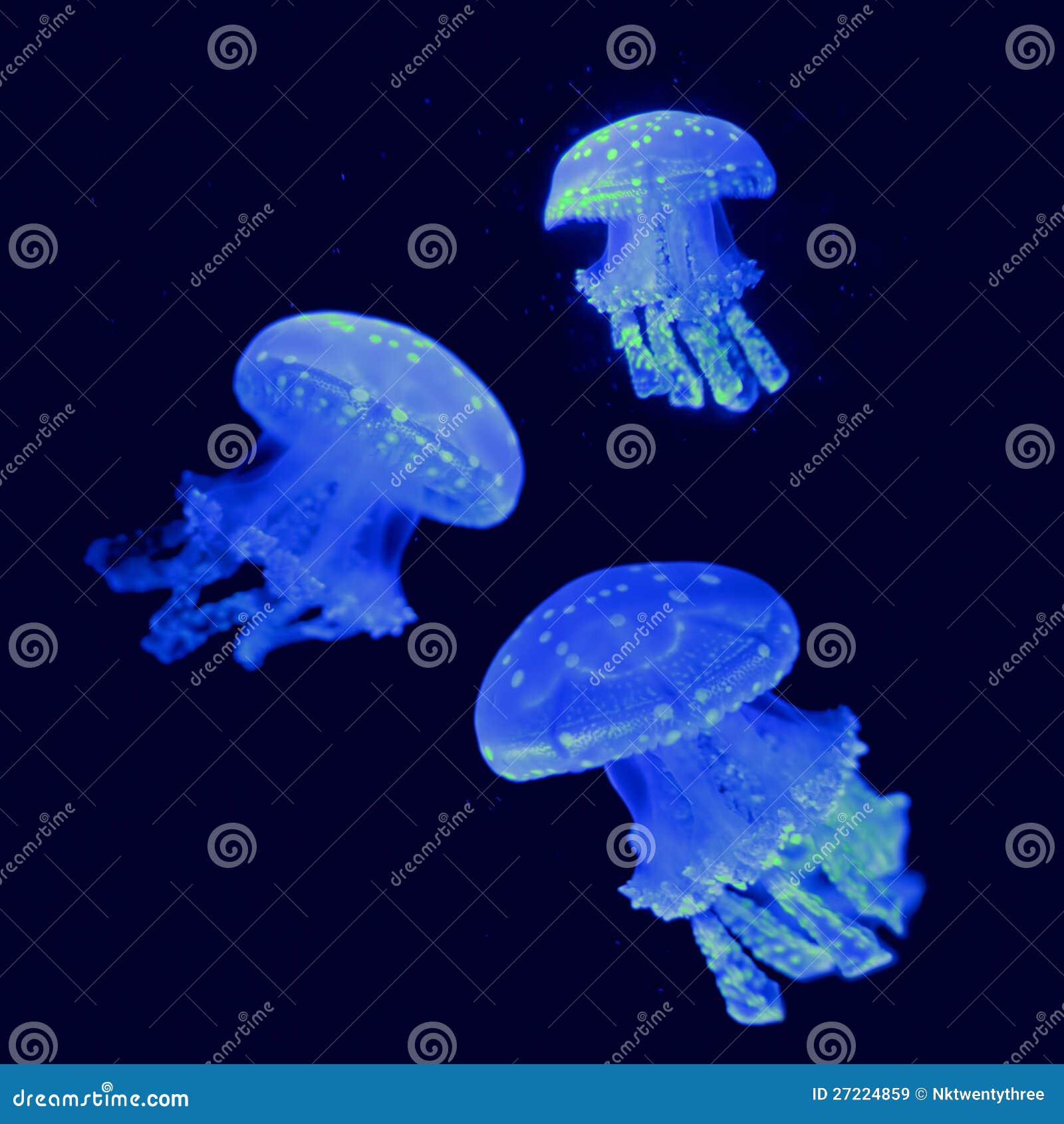 Three Glowing Jellyfish stock image. Image of illuminated - 27224859