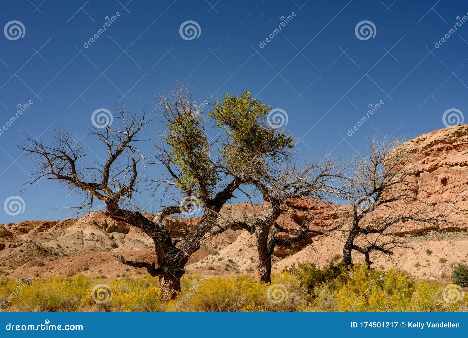 Three Gnarly Trees Amid the Yellow Rabbitbrush Stock Image - Image of ...