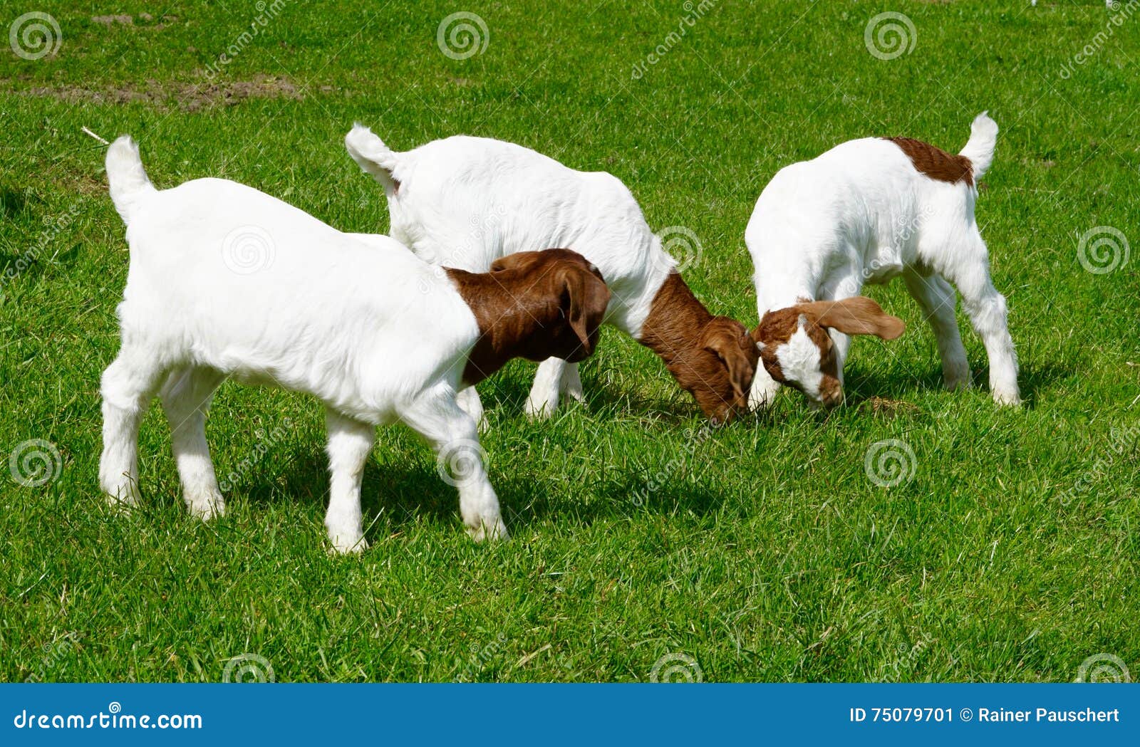 Three goat babies stock image. Image of goat, background - 75079701