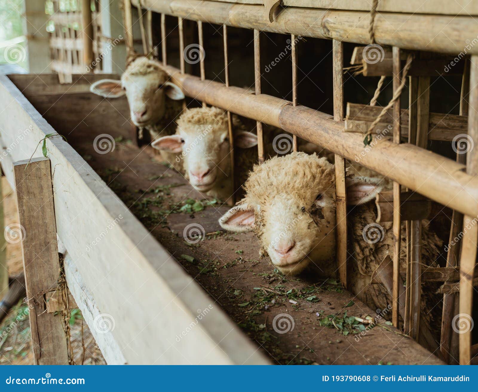 Three Goat Heads Coming Out of the Cage Looking at the Camera Stock ...