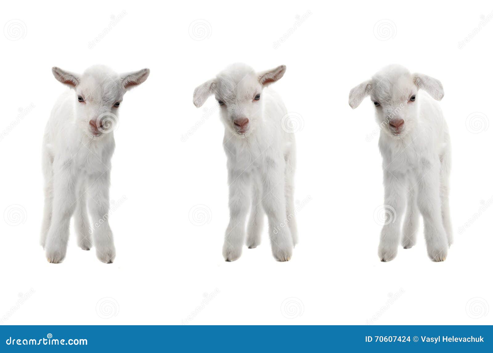 Three goat stock photo. Image of livestock, cattle, symbol - 70607424