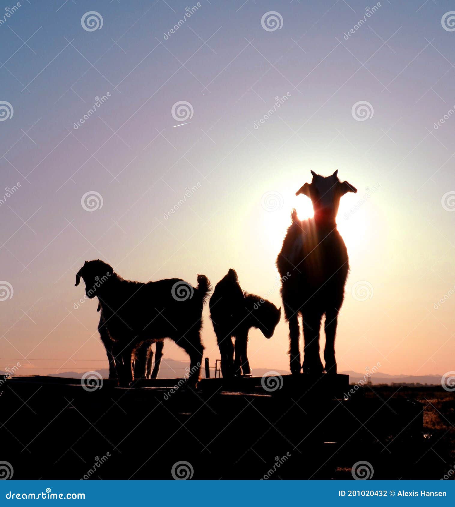 Three Goat Kid Silhouettes in Front of Sunset Stock Photo - Image of ...