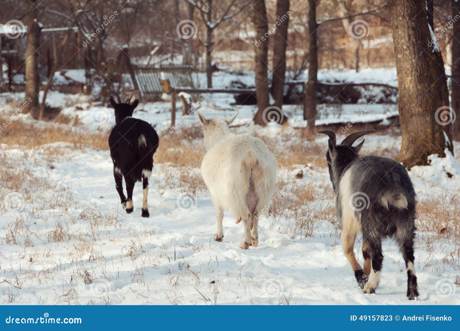 Three goat walk stock image. Image of horn, domestic - 49157823