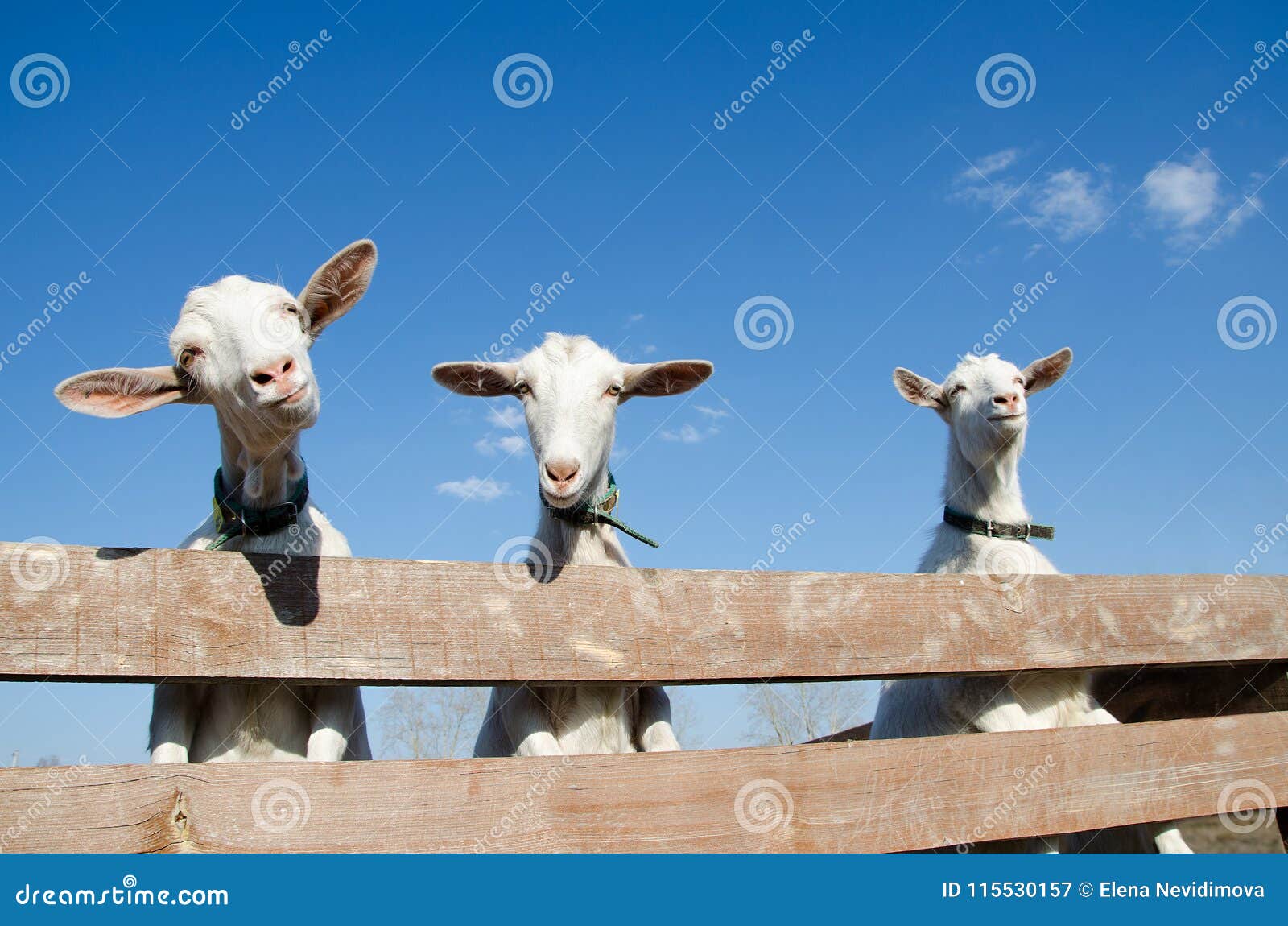 Three goat stock image. Image of farming, netherlands - 115530157