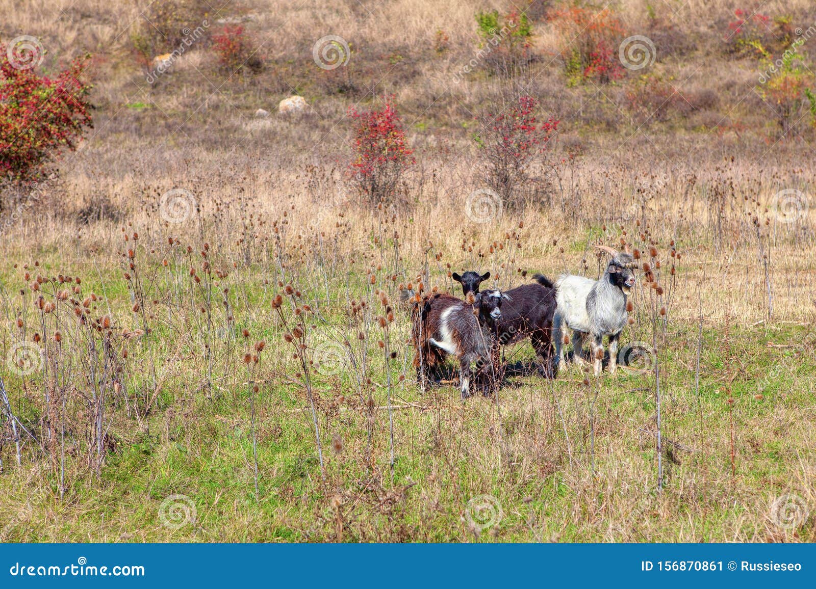 Three goats stock image. Image of farming, together - 156870861
