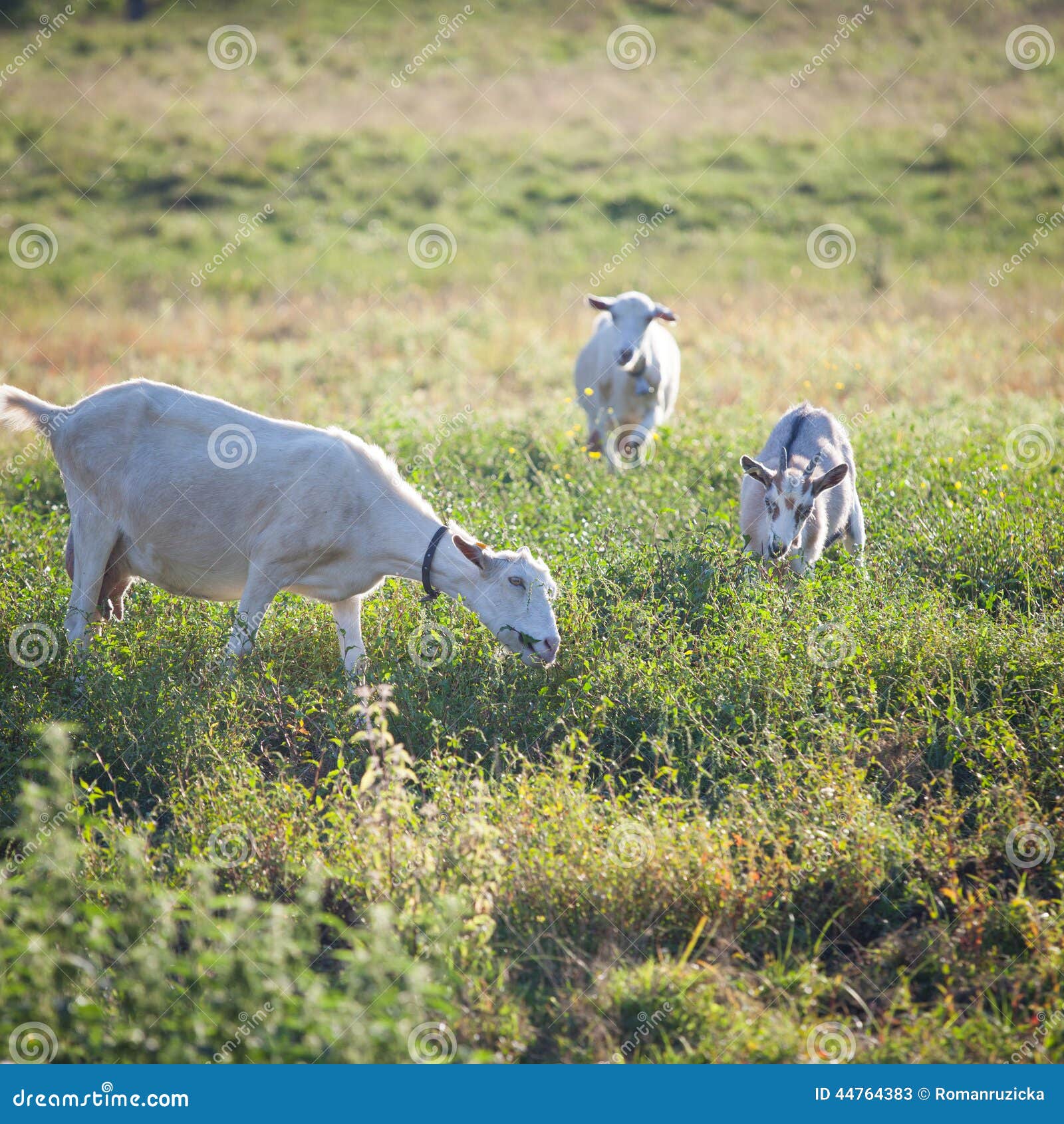 Three Goats Chewing a Grass on a Farmyard Stock Image - Image of chew ...