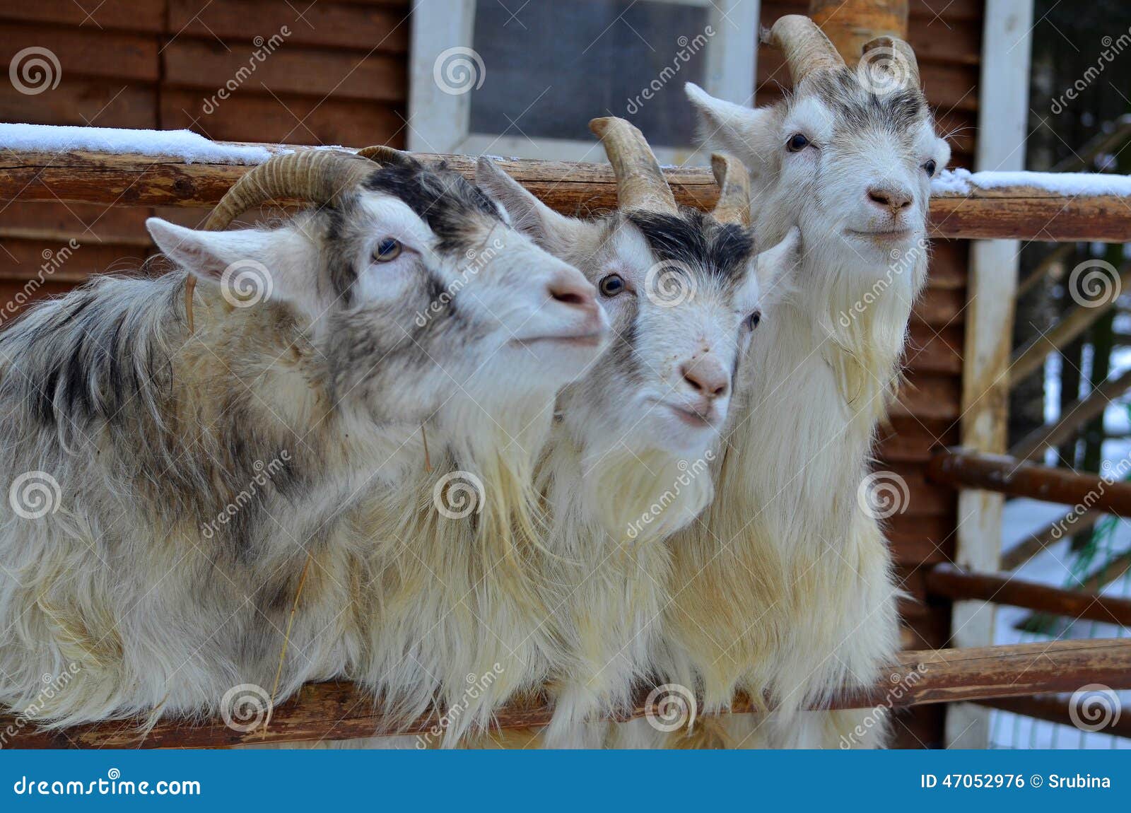 Three goats stock photo. Image of holiday, goat, eyes - 47052976