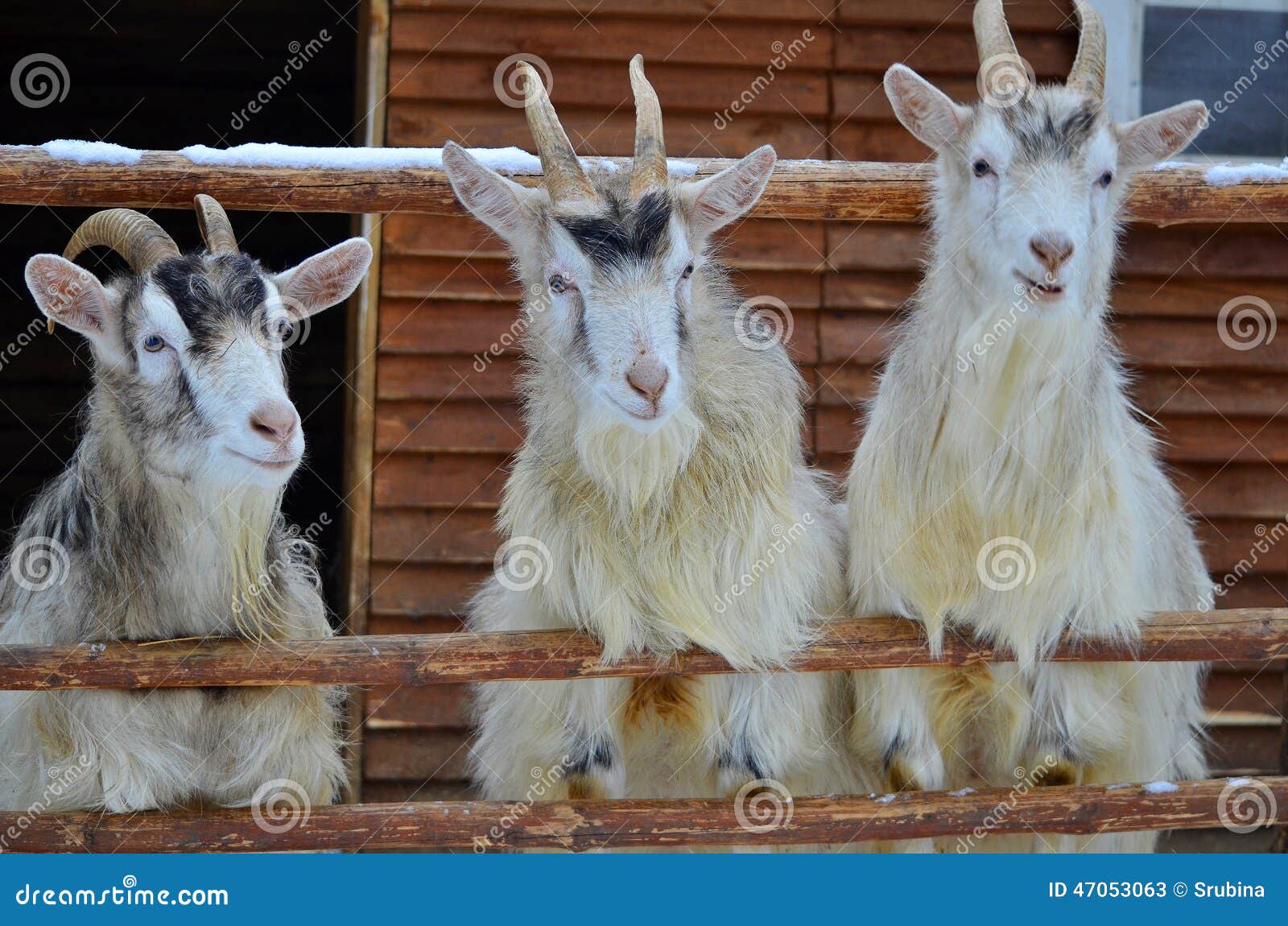 Three goats stock image. Image of cattle, cute, family - 47053063