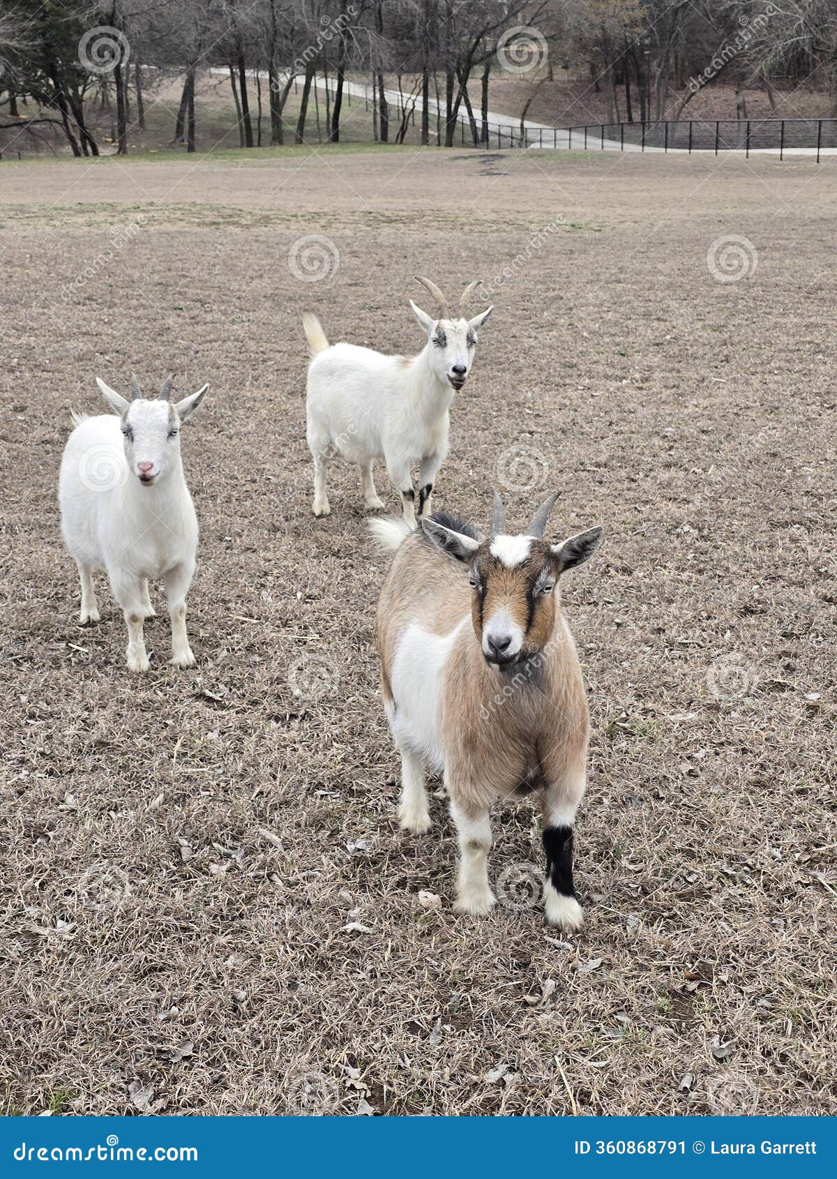Three Goats with Horns in Grassy Field Treeline in Background Stock ...