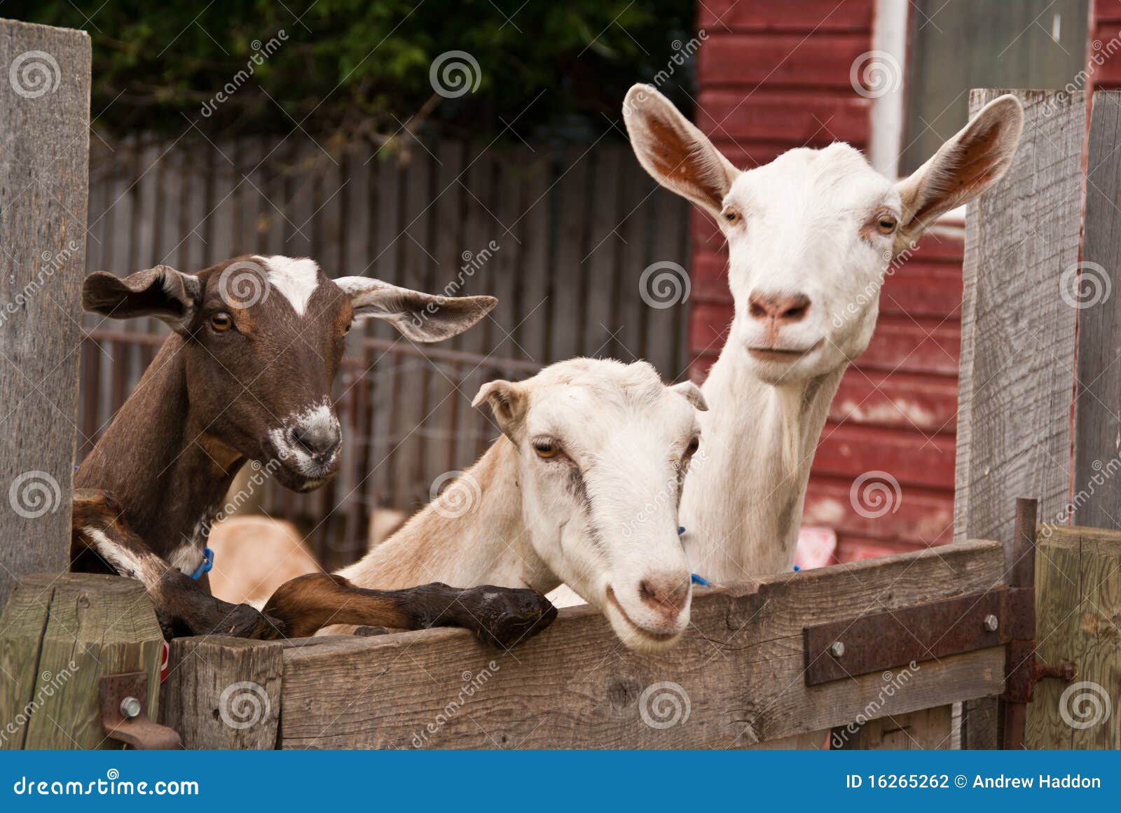 Three Goats Are Sitting In A Garden Royalty-Free Stock Photography ...