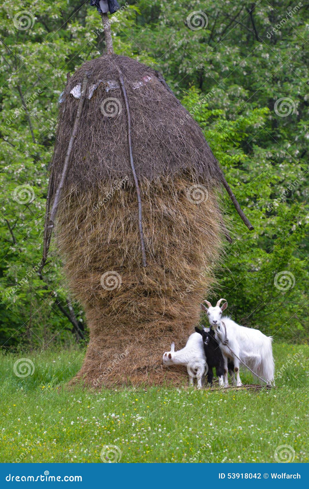 Three Goats Near the Hay Stack Stock Photo - Image of three, spring ...