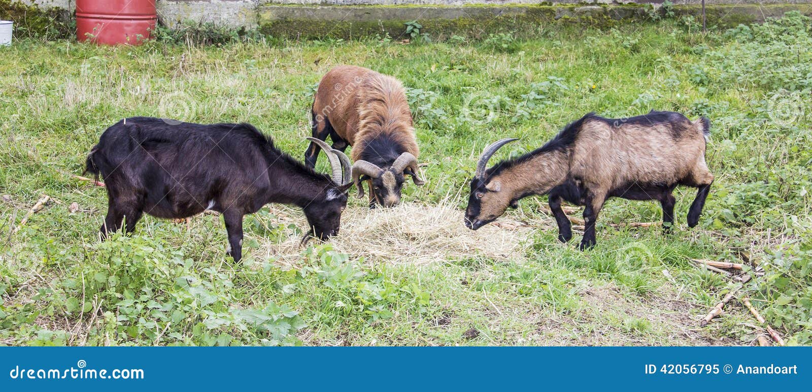 Three goats stock image. Image of organic, farm, range - 42056795