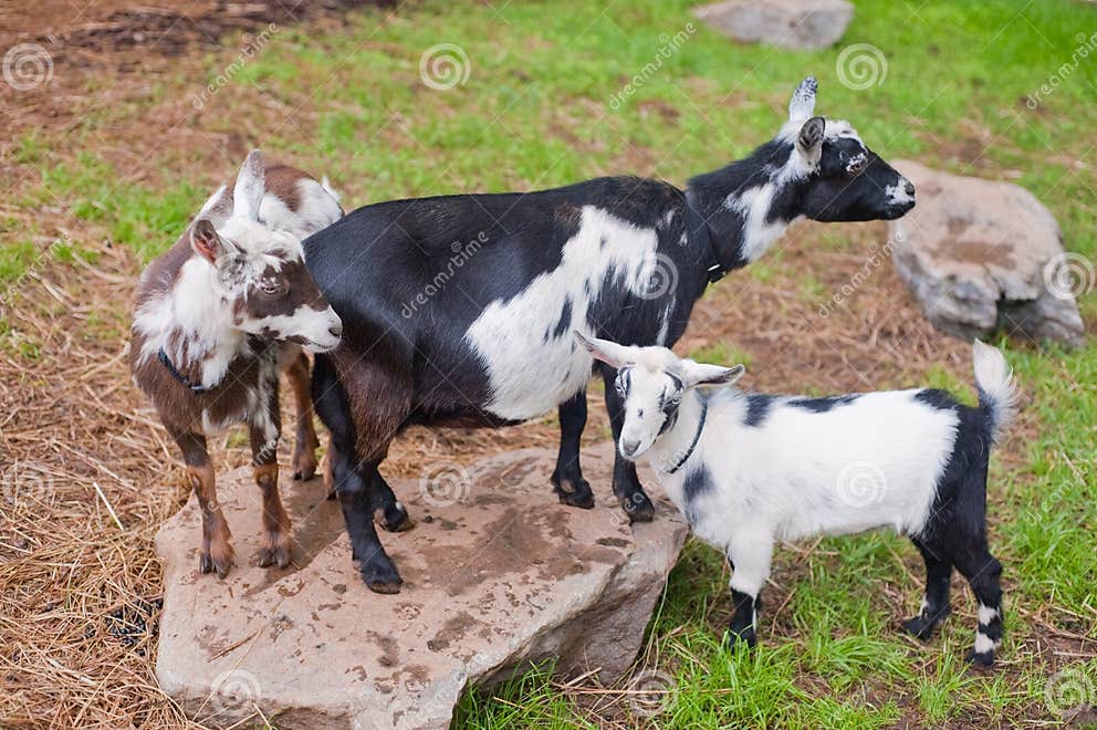 Three goats in pasture stock image. Image of barn, farming - 9717591