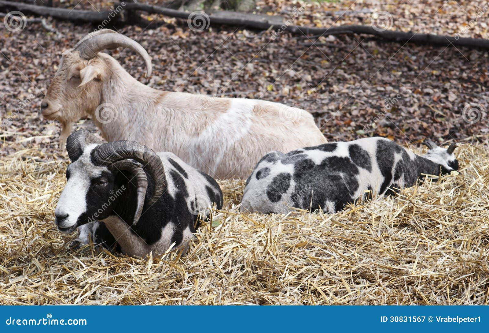 Three goats resting stock image. Image of field, cattle - 30831567
