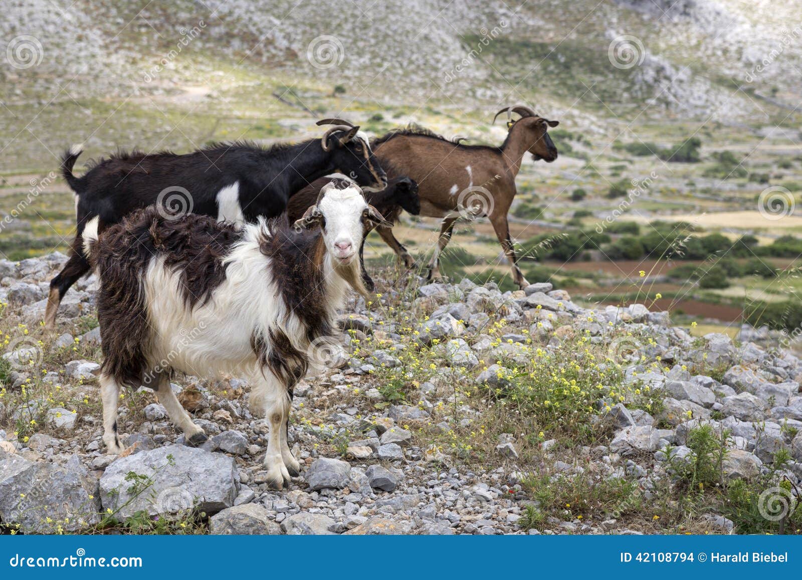 Three Goats Stock Image | CartoonDealer.com #51667987