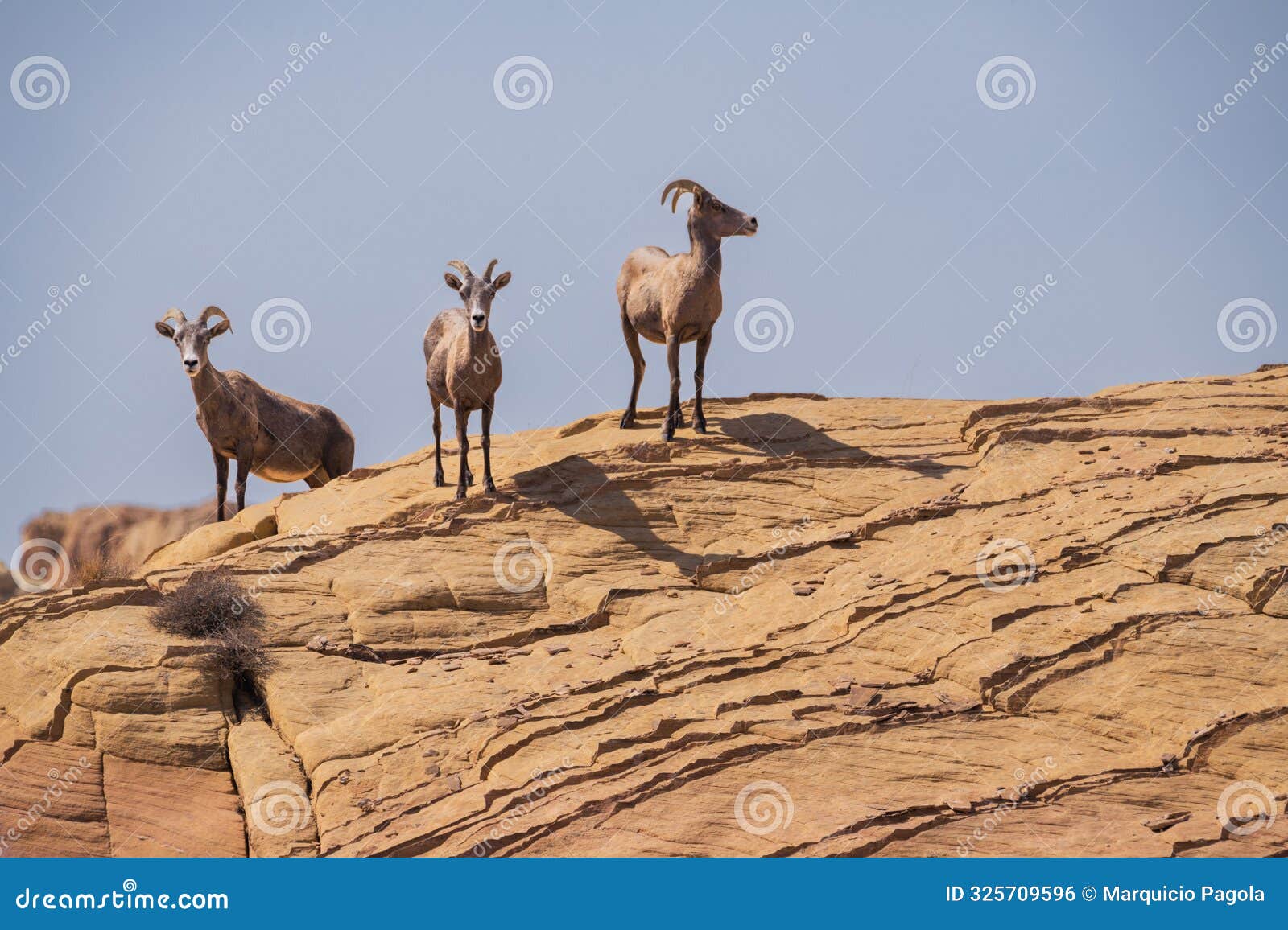Three Goats are Standing on a Rocky Hillside Stock Photo - Image of ...