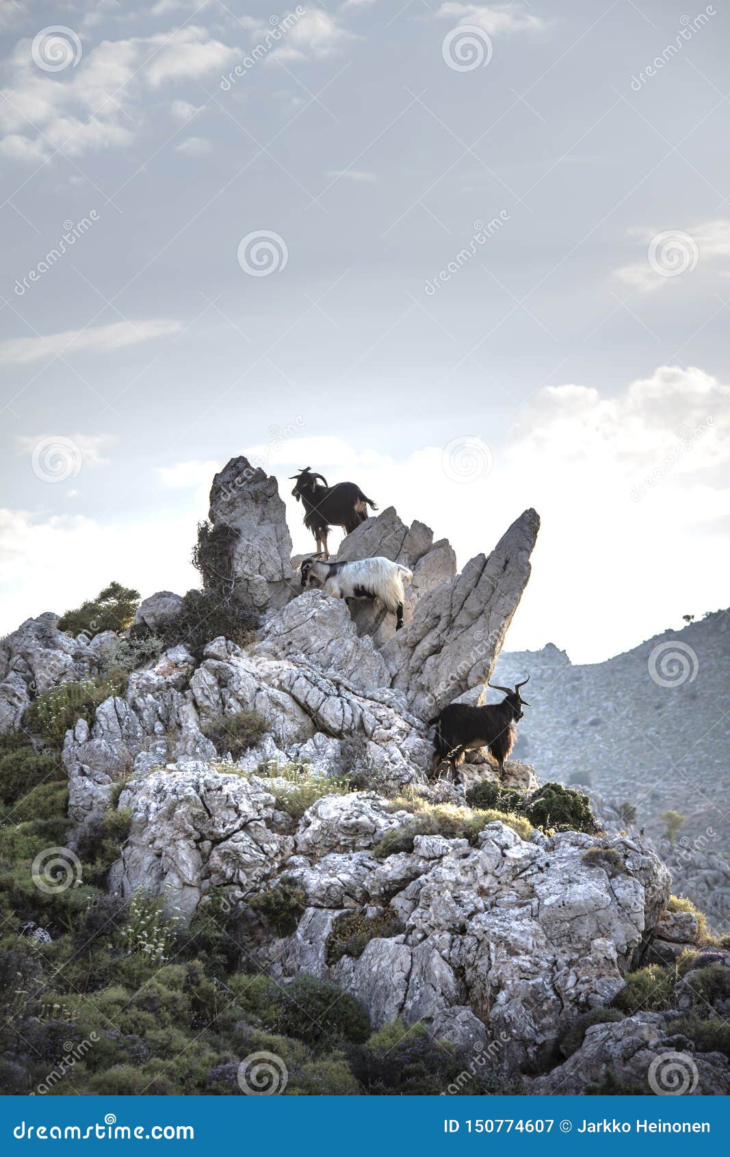 Three Goats are Walking on a High Cliff in Rhodes Greece. Stock Image ...