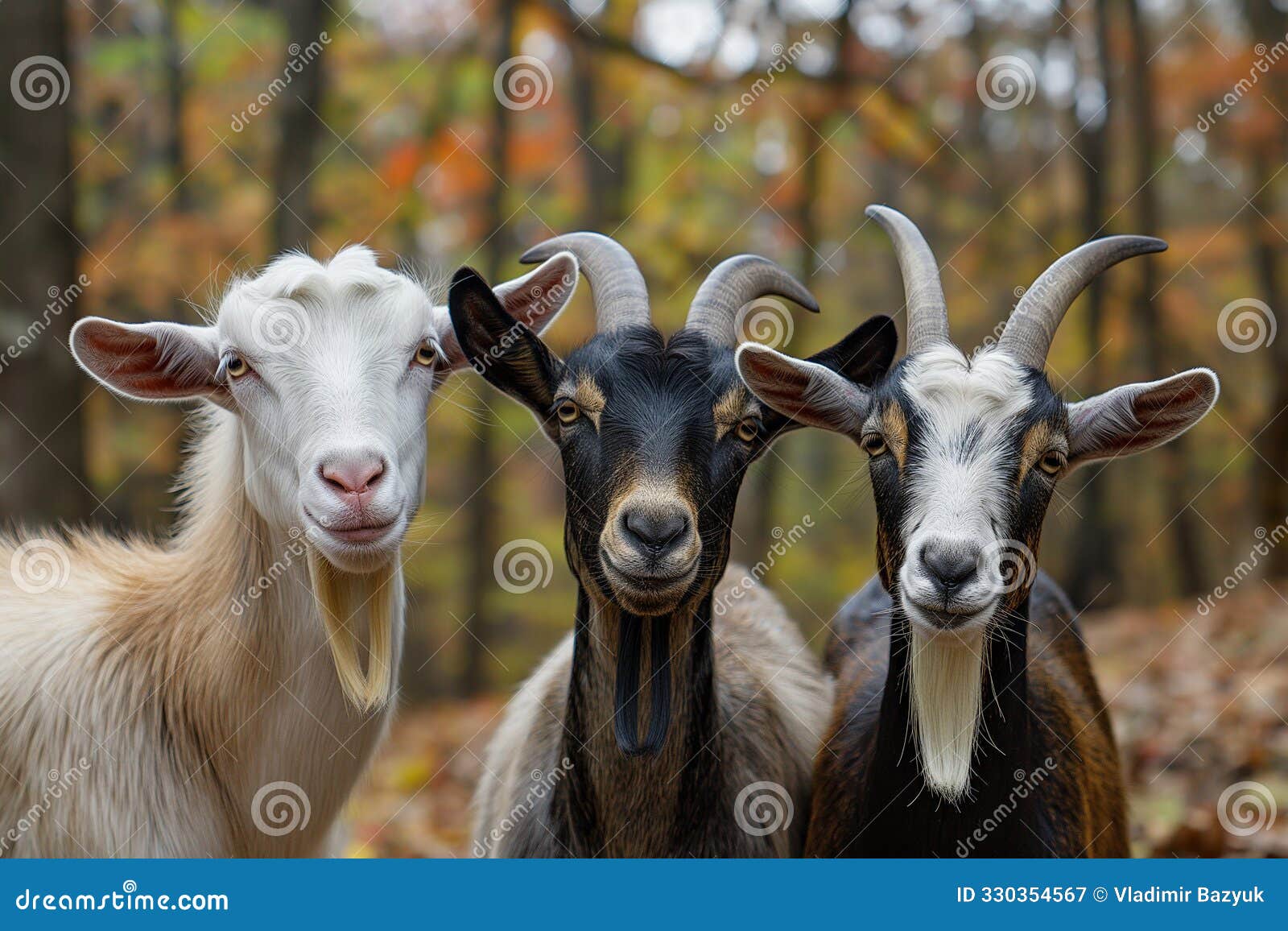 Three Goats, Three Young Goats in Autumn in the Forest, Generative Ai ...