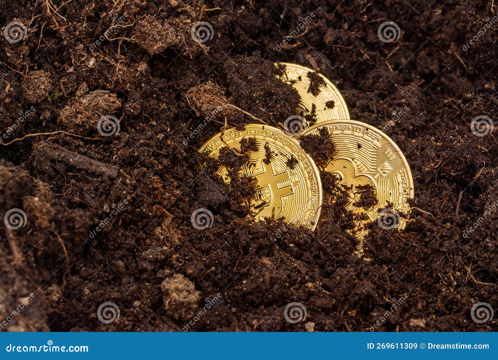 Three Golden Bitcoin Coins Hidden Under the Fresh Soil. Concept of ...