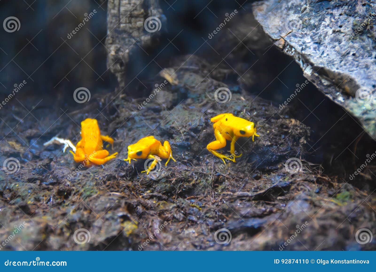 Three golden mantella frog stock photo. Image of africa - 92874110