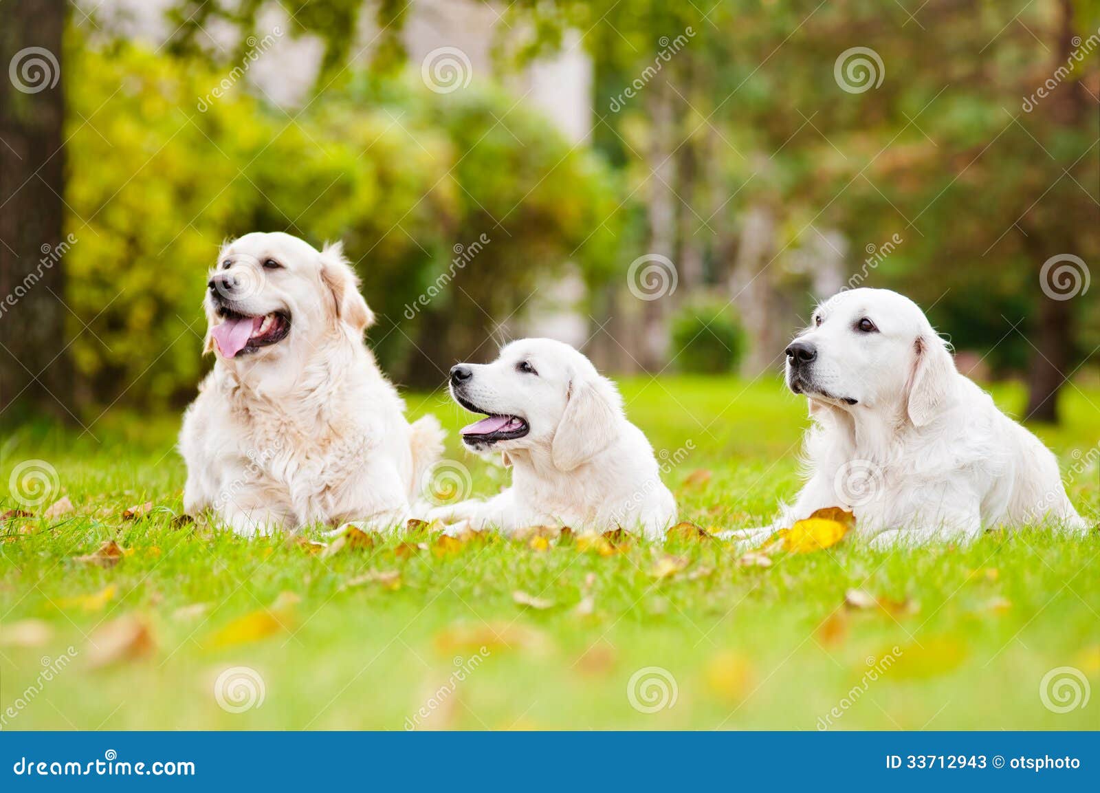 Three Golden Retriever Dogs Outdoors Stock Image - Image of head ...