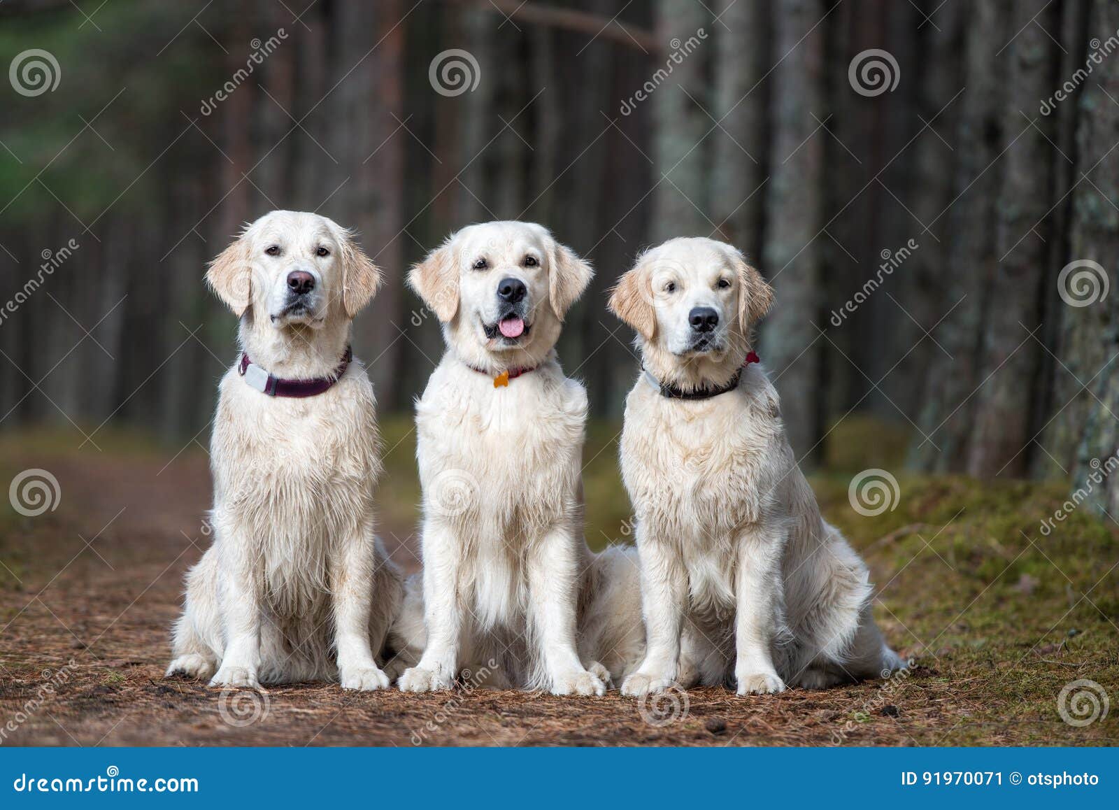 Three Golden Retriever Dogs Sitting in the Forest Stock Image - Image ...