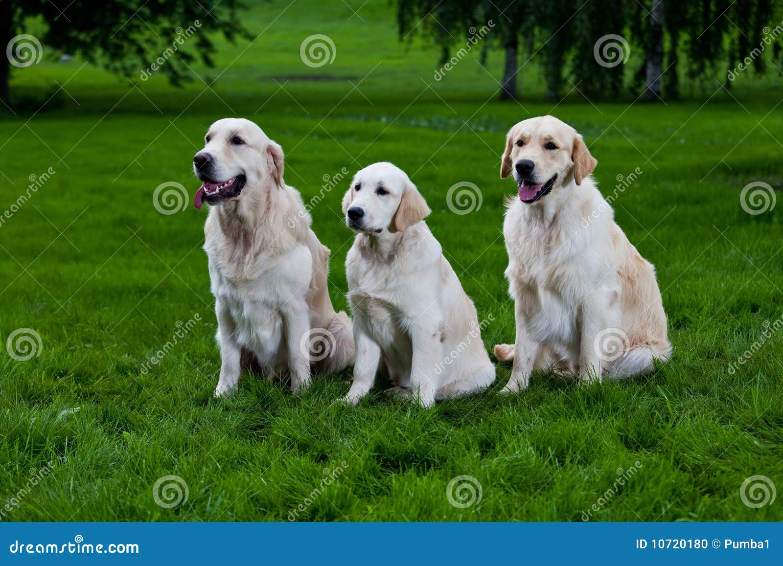 Three Golden Retriever on Grass Stock Photo - Image of retriever ...