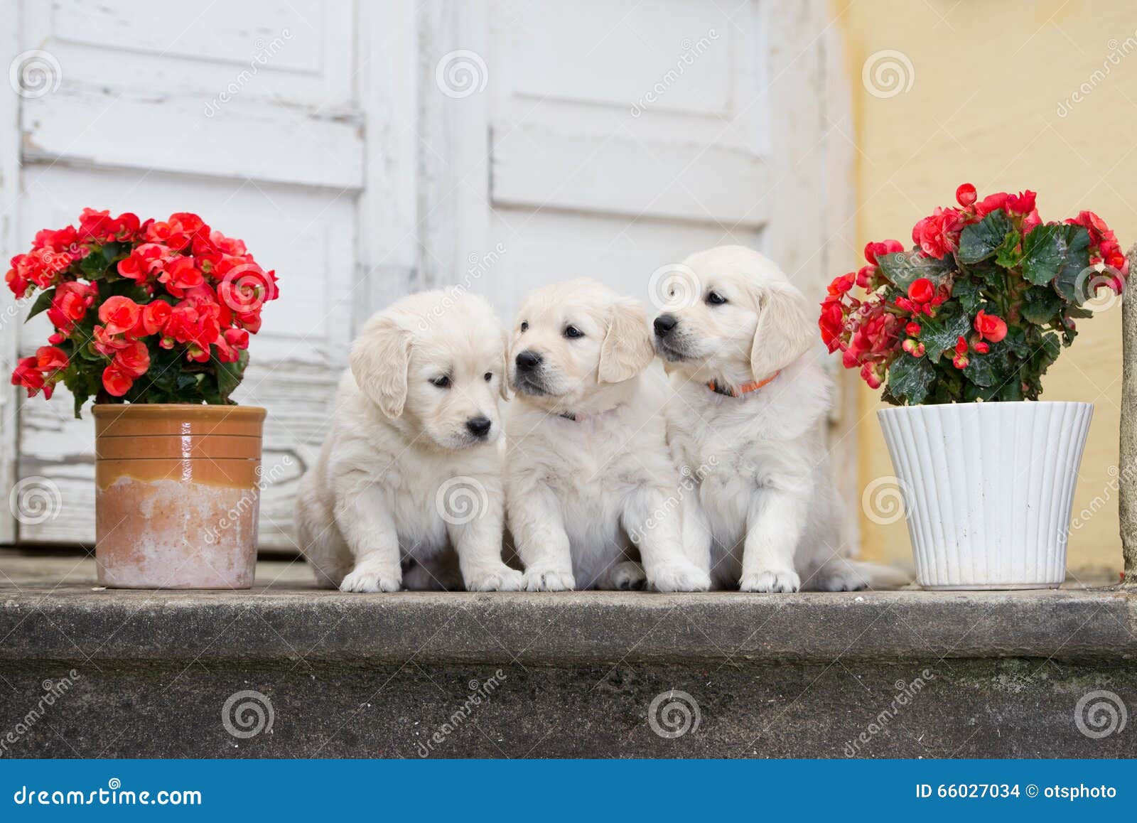 Three Golden Retriever Puppies Stock Photo - Image of friend, dogs ...