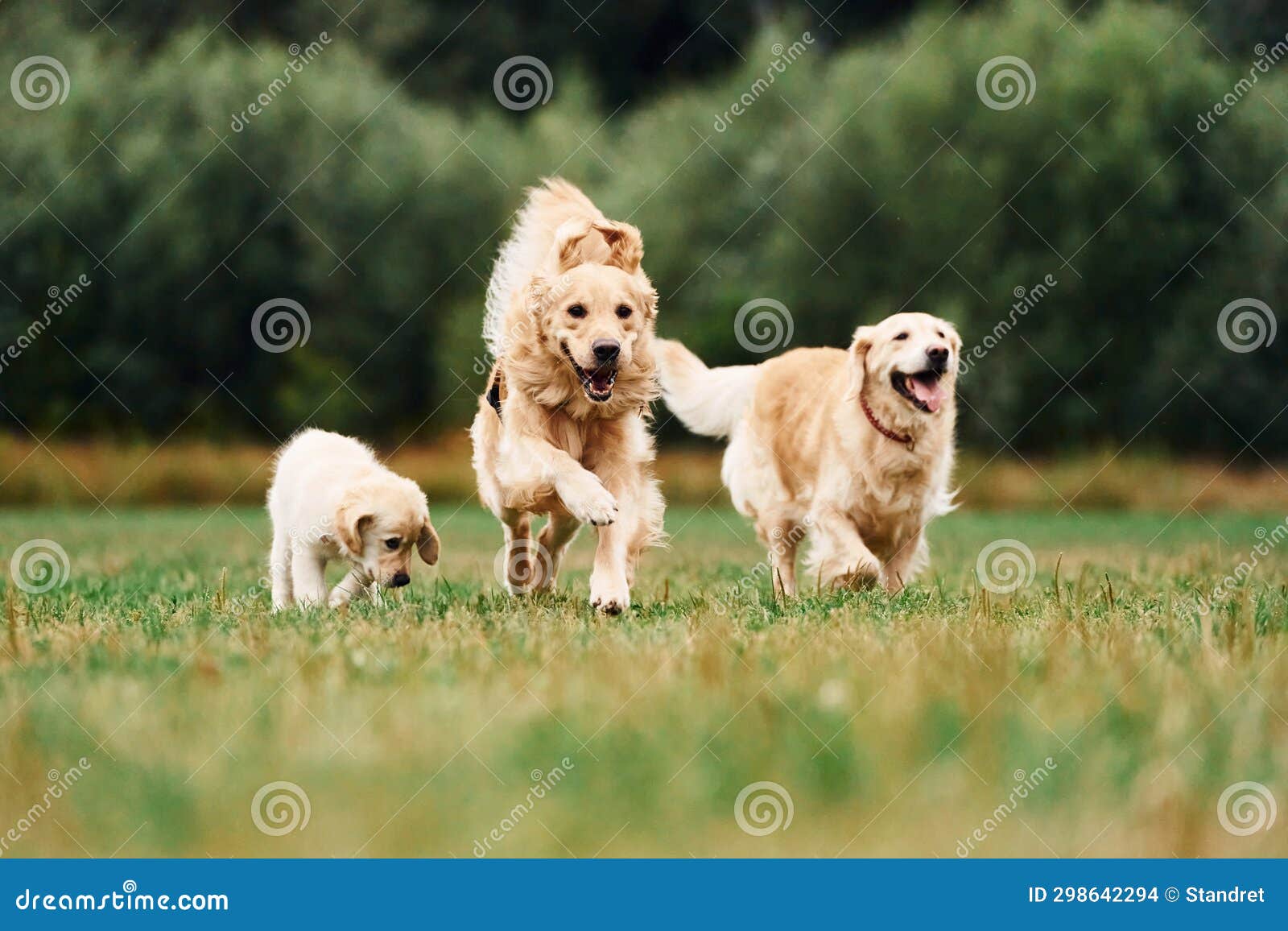Three Golden Retrievers are Running Outdoors on the Green Field Stock ...