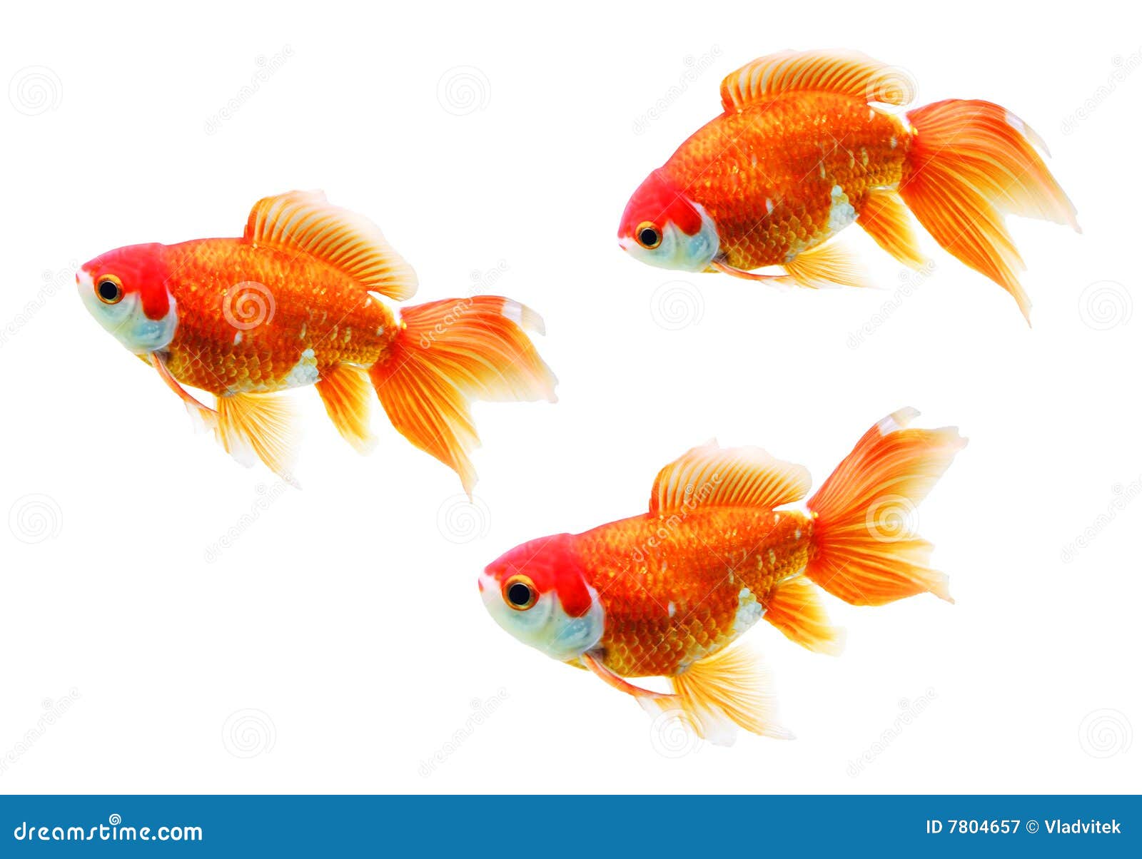 Three Goldfish Royalty Free Stock Photography - Image: 7804657
