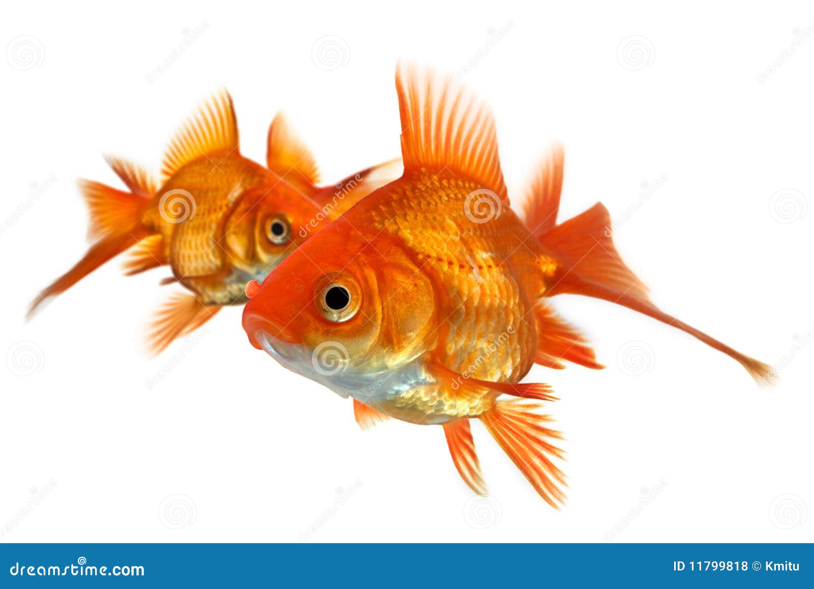 Two Goldfish Isolated Stock Photo | CartoonDealer.com #11763996