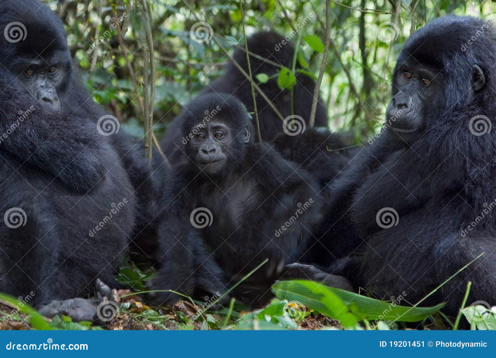 Three gorillas stock image. Image of mamma, reserve, three - 19201451