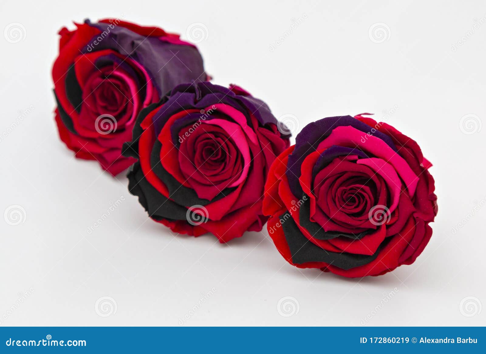 Three Gradient Red Rose Preserved Isolated Stock Image - Image of ...