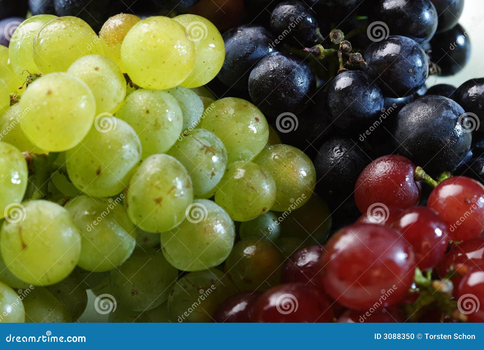Three grape varieties stock photo. Image of varietes, vine - 3088350
