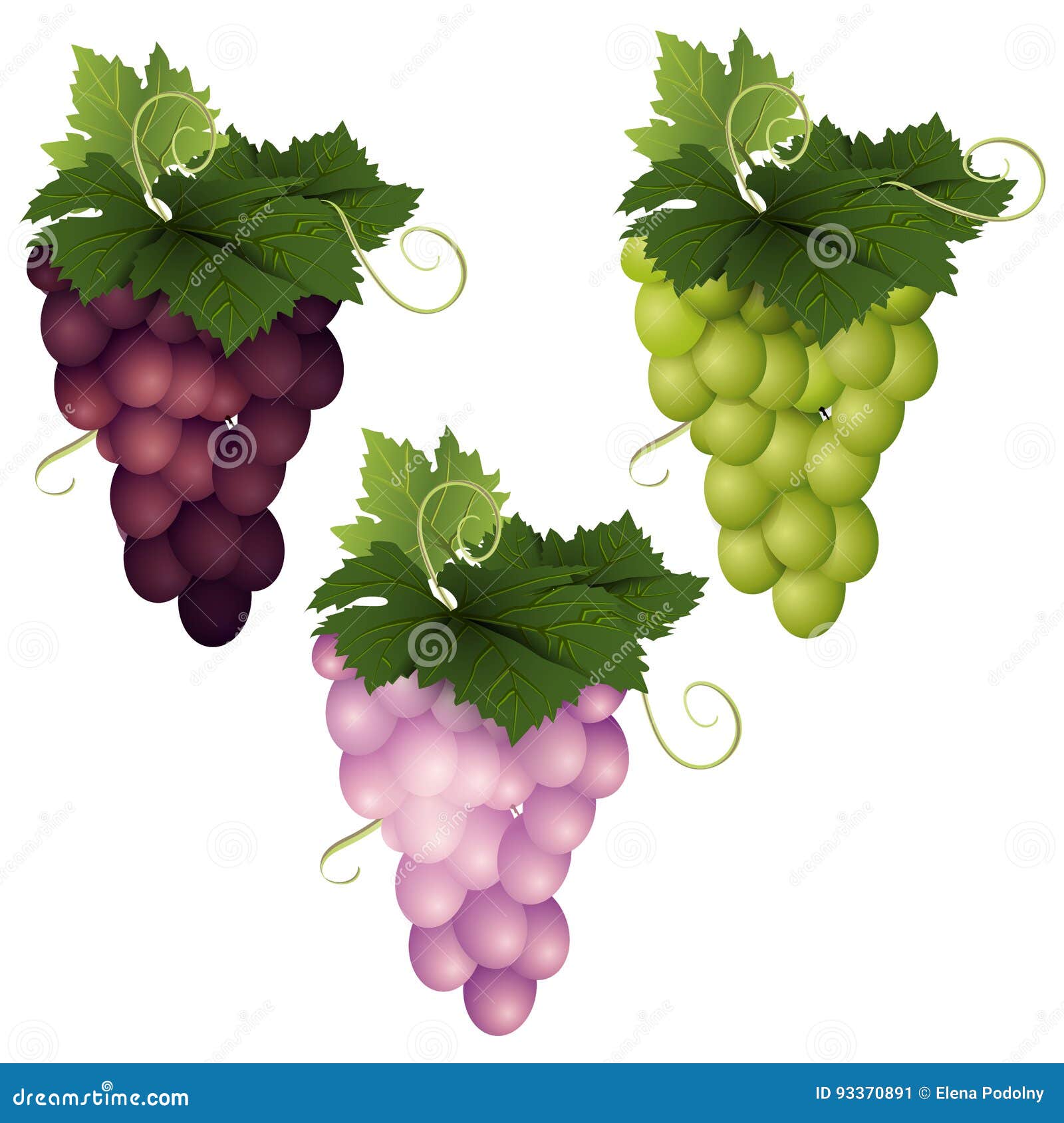 Three Grape Varieties on a White Background Stock Vector - Illustration ...