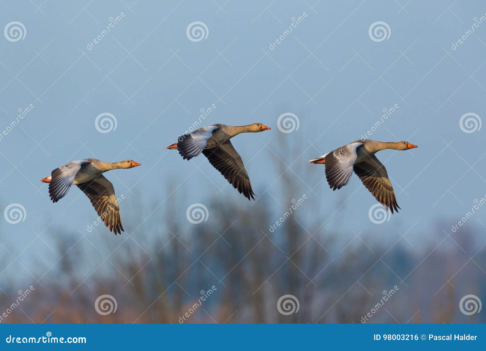 Three Gray Geese Anser Anser in Flight, Trees, Blue Sky Stock Photo ...