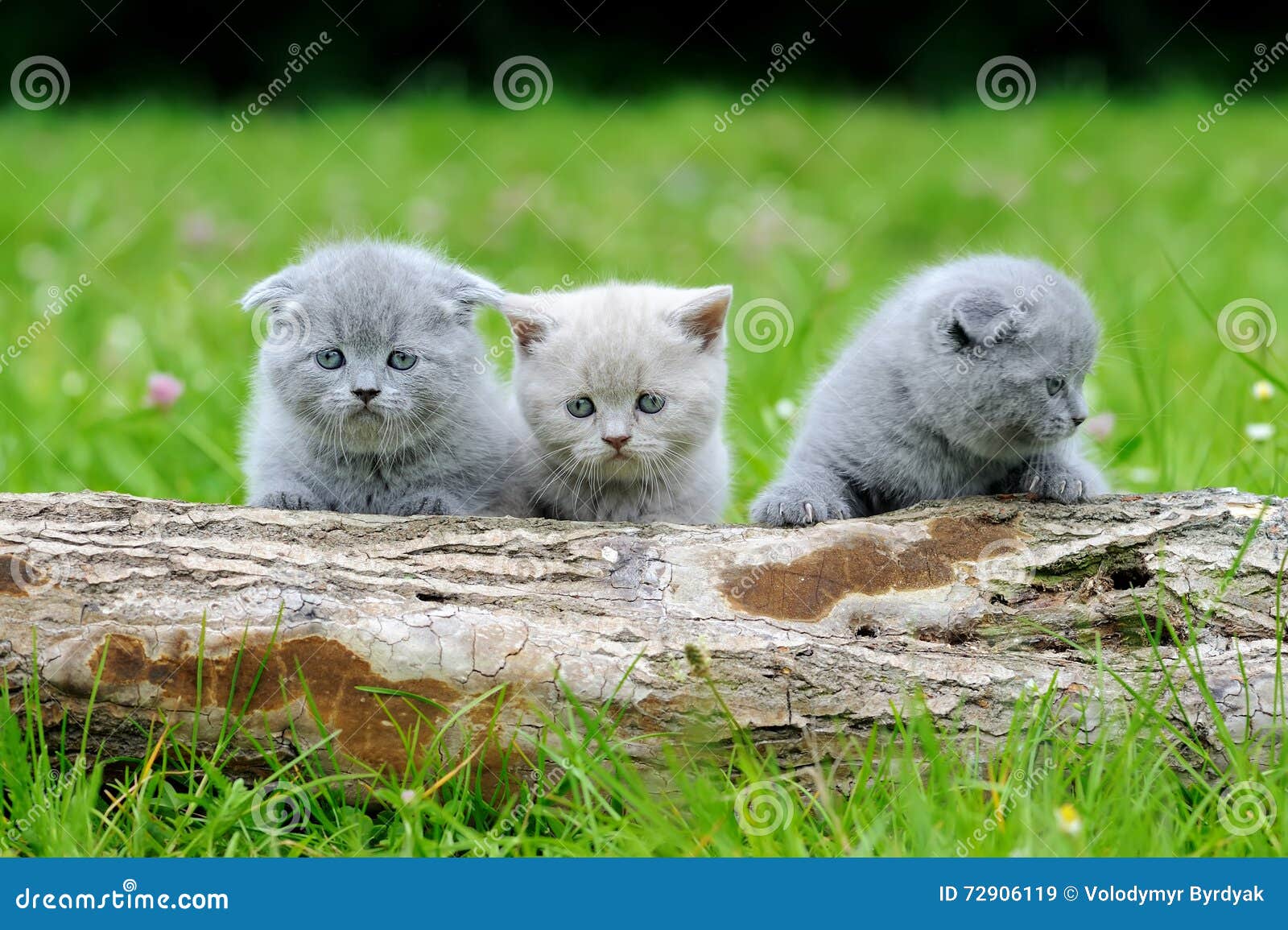 Three gray kitten on tree stock image. Image of lying - 72906119