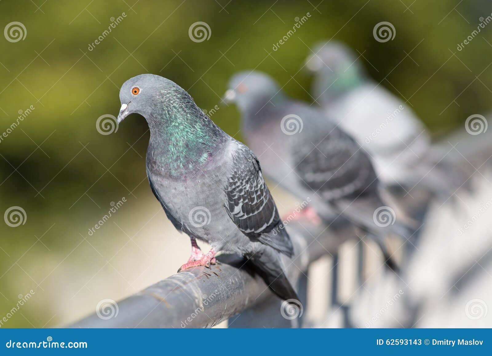 Three gray pigeon stock image. Image of beak, railing - 62593143