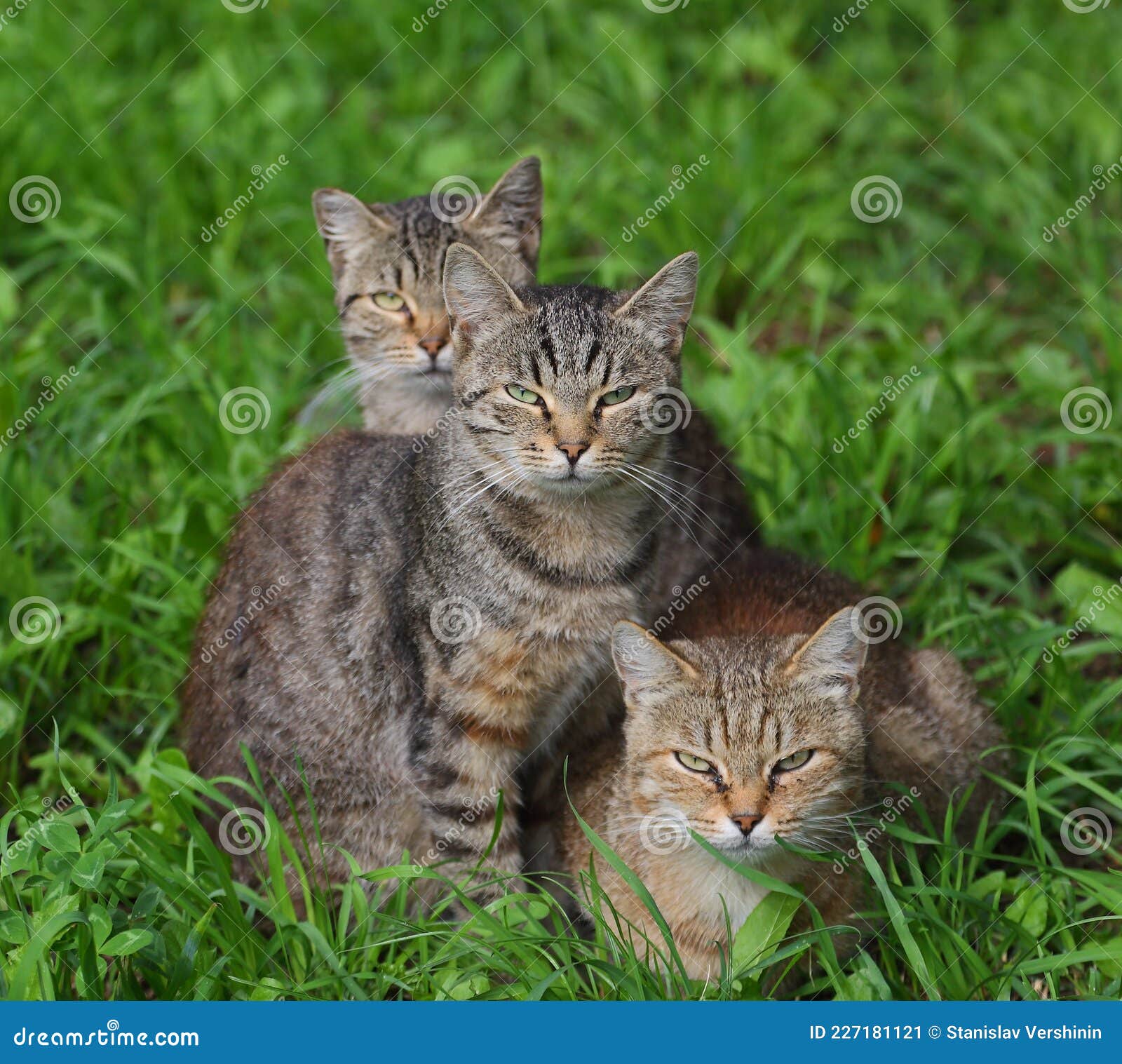 Three Gray Striped Cats are Sitting in the Green Grass Stock Image ...