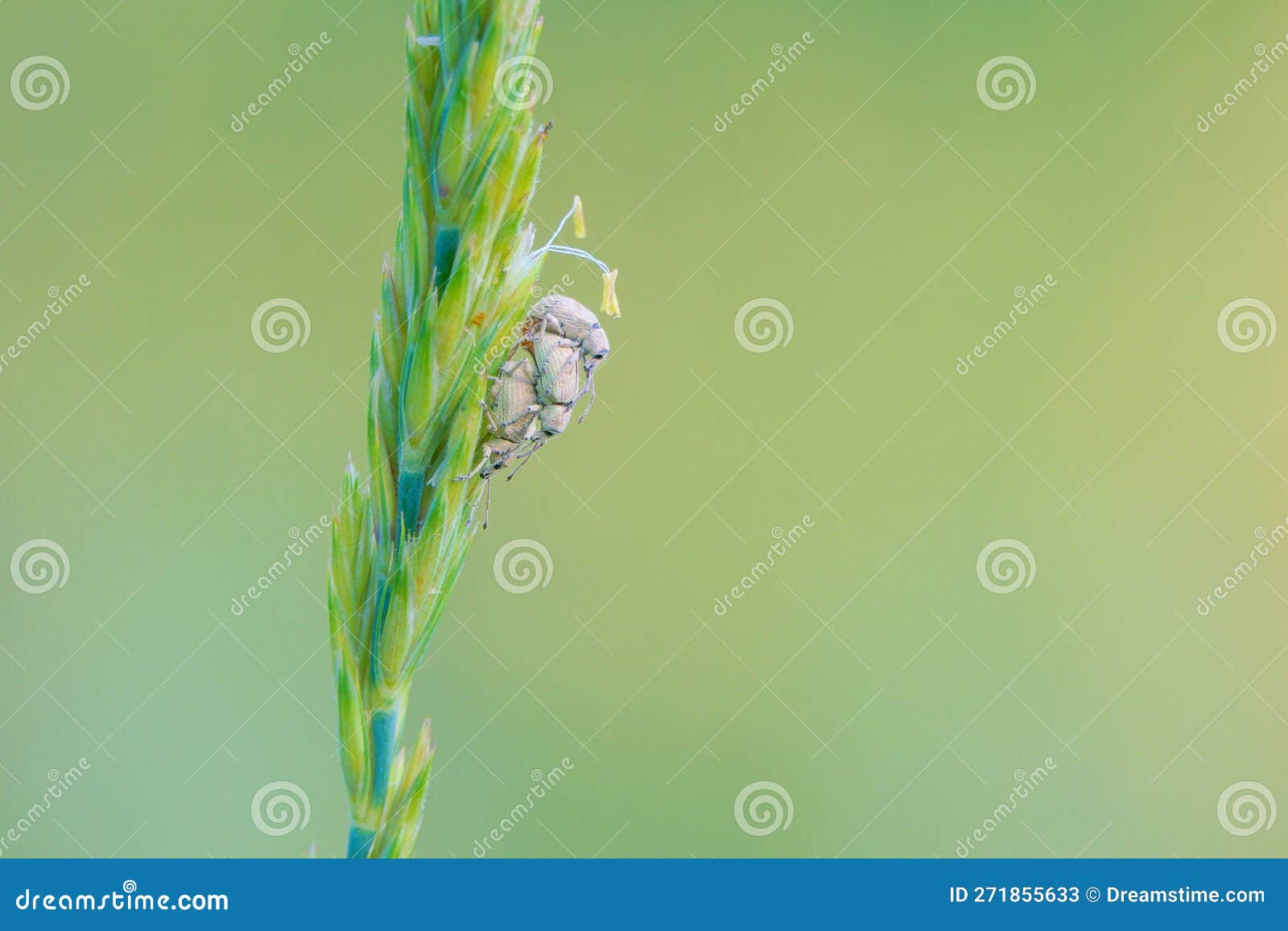 Three gray weevil stock image. Image of animal, wildlife - 271855633