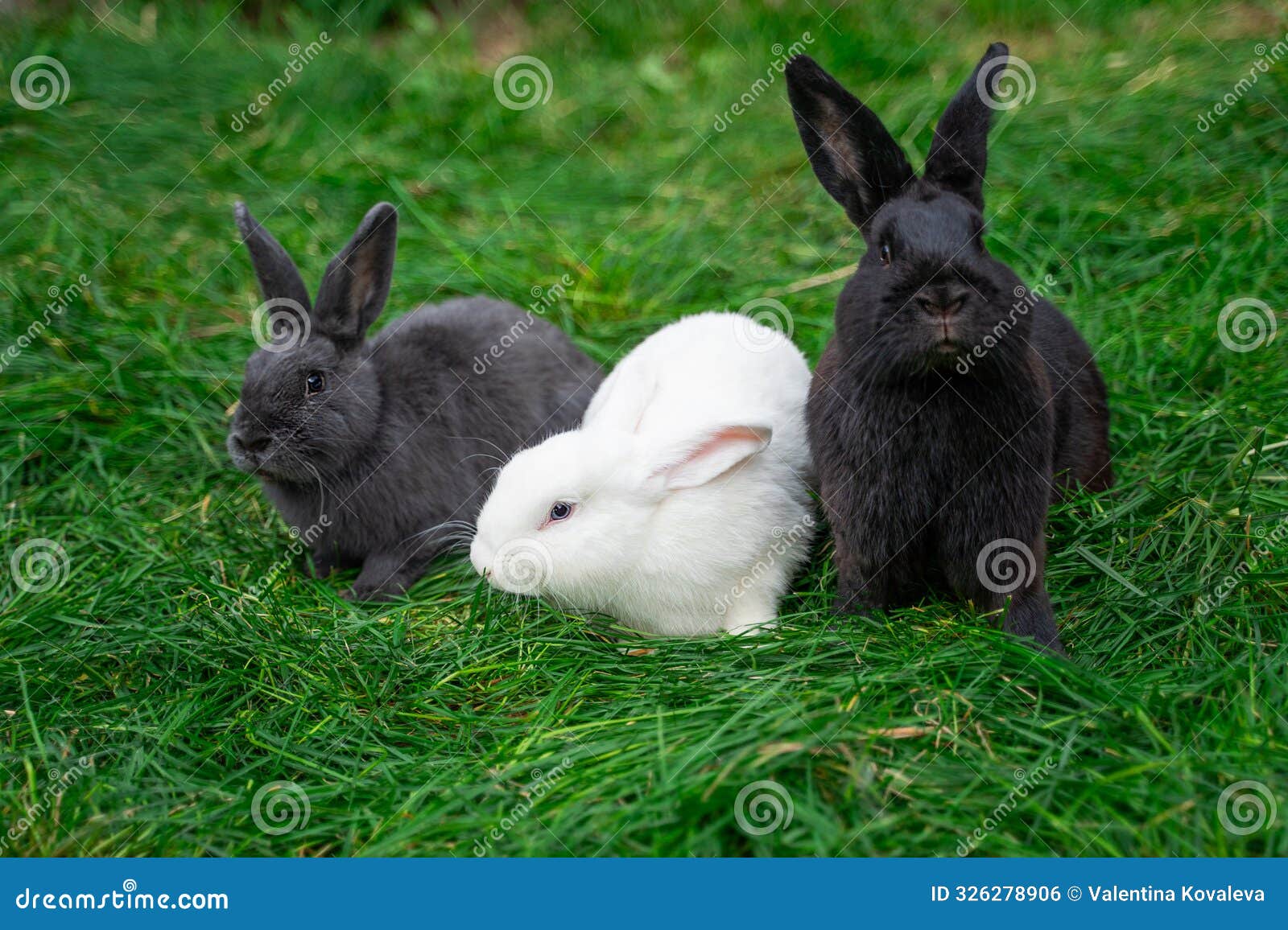 Three Gray White Black Medium-sized Rabbit Pannon Ram Sit on Green ...