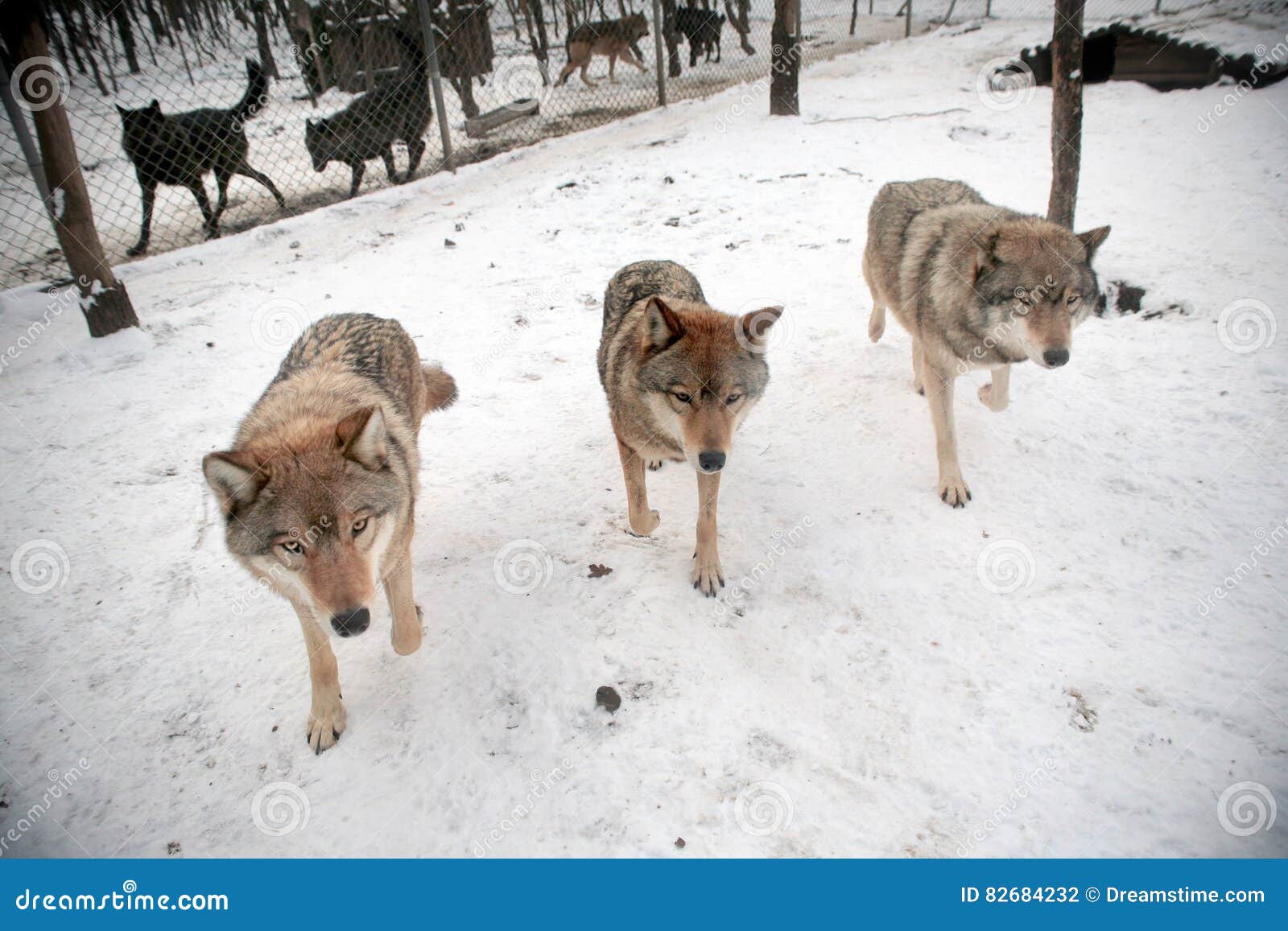 Three gray wolfs stock photo. Image of three, farm, animals - 82684232