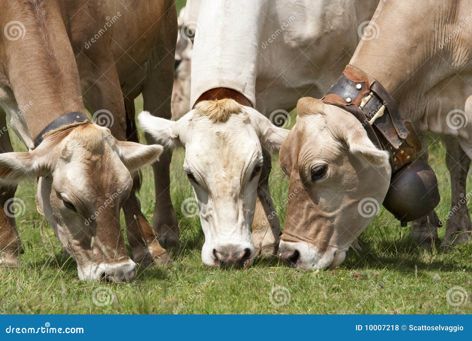 Three Grazing Brown Swiss Cattles Stock Photo - Image of swiss, meadows ...