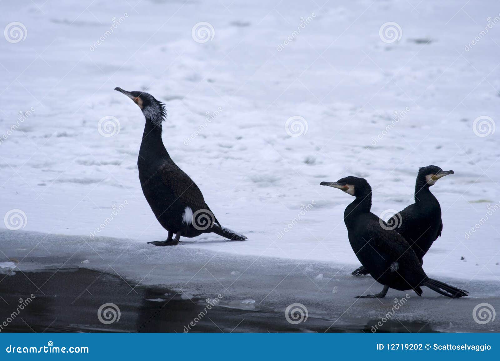Three Great Black Cormorants Stock Photo - Image of rivers, great: 12719202