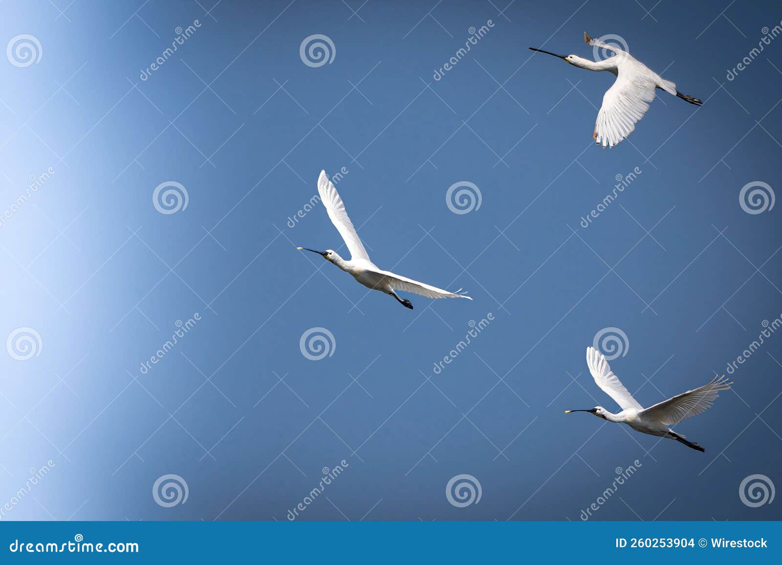 Great Egrets (Ardea Alba) Flying in the Blue Sky Stock Photo - Image of ...