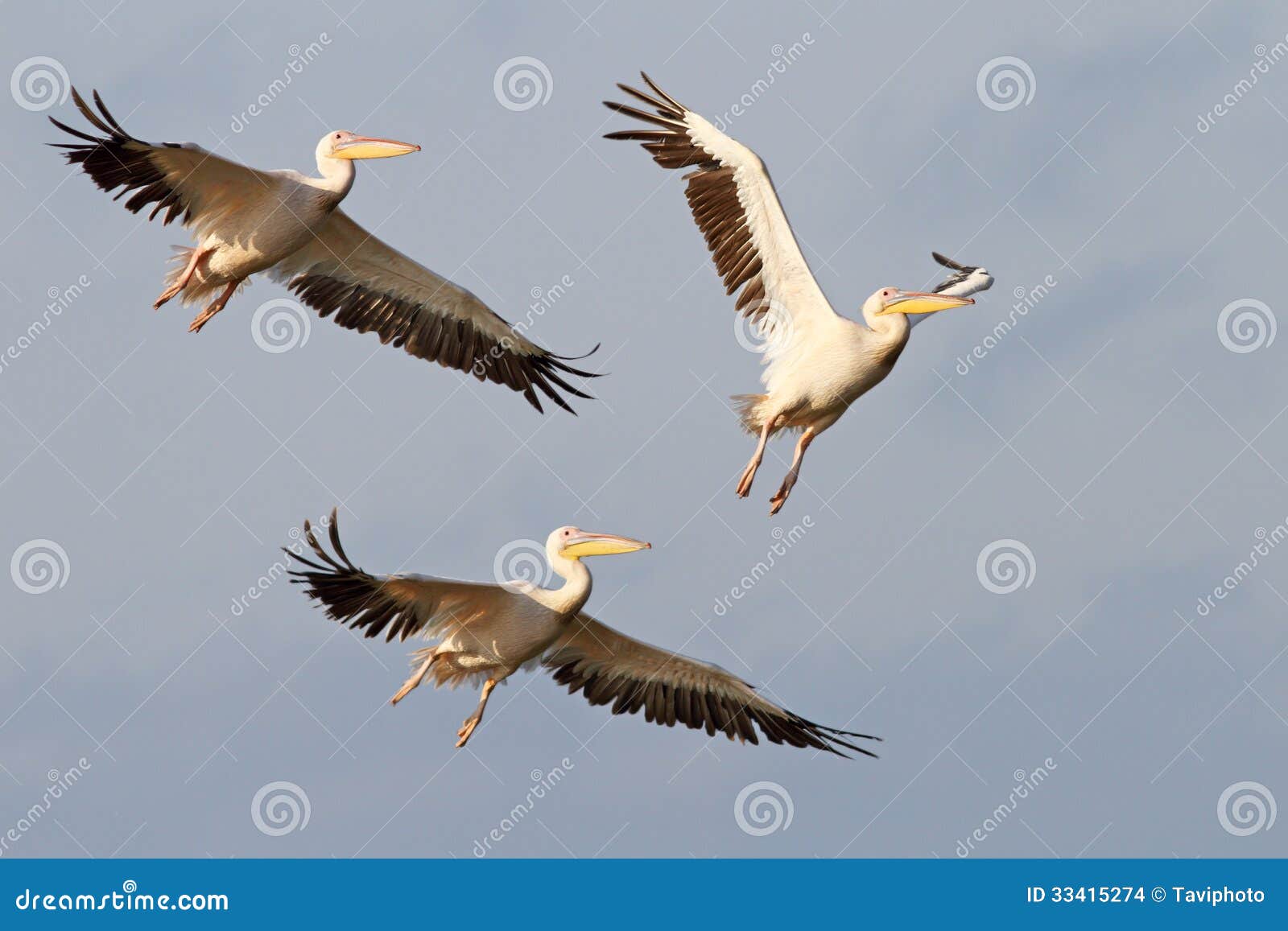 Three Great Pelicans Flying Stock Photo - Image of beak, formation ...